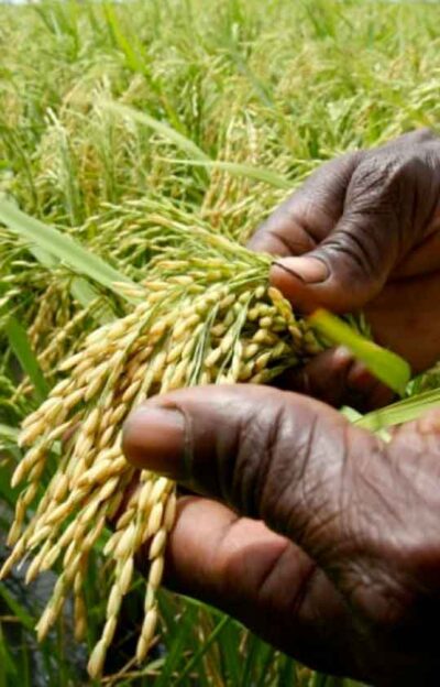 Le PReCA – Projet de Résilience et de Compétitivité Agricole (PReCA)