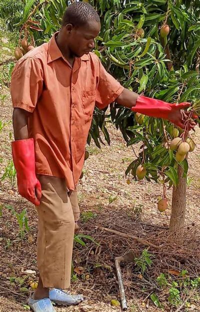 Le PReCA – Projet de Résilience et de Compétitivité Agricole (PReCA)